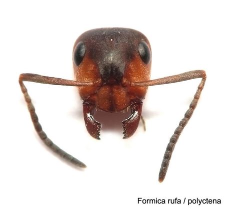 Porównanie mrówek z rodzaju formica – Formicopedia