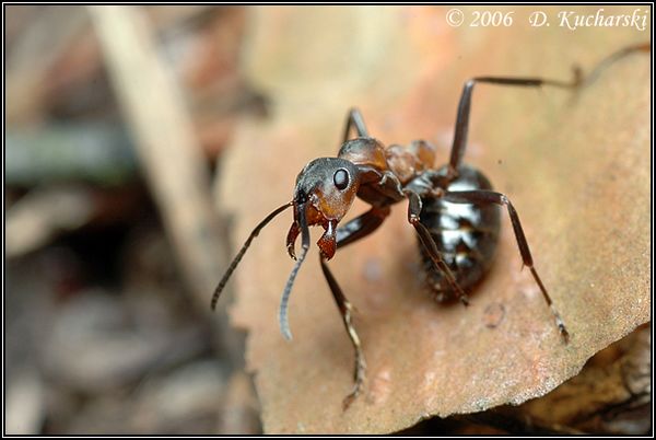 Formica rufa – Formicopedia