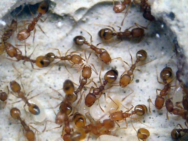Monomorium pharaonis – Formicopedia