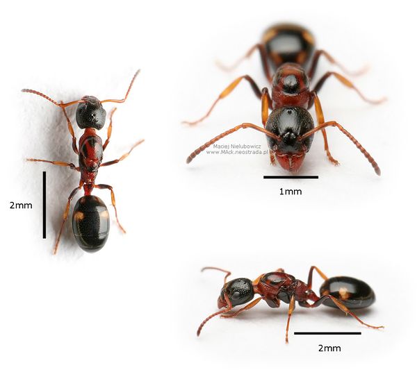 Dolichoderus quadripunctatus – Formicopedia